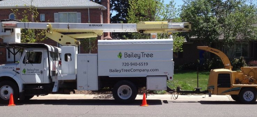 Bailey Tree LLC - "Trimming Denver" | Denver Tree Trimming & Removals