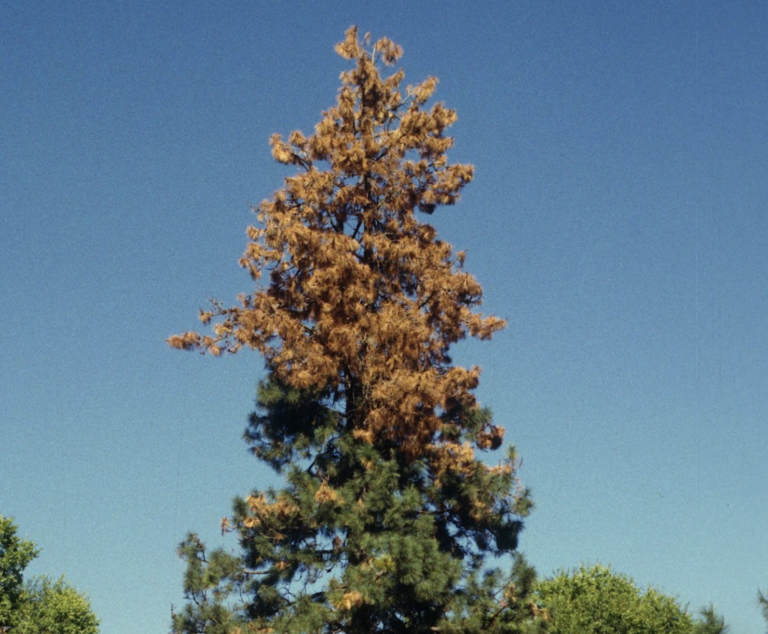 Pine & Ips Beetle Treatment in Denver | #1 in Colorado Insect Treatment