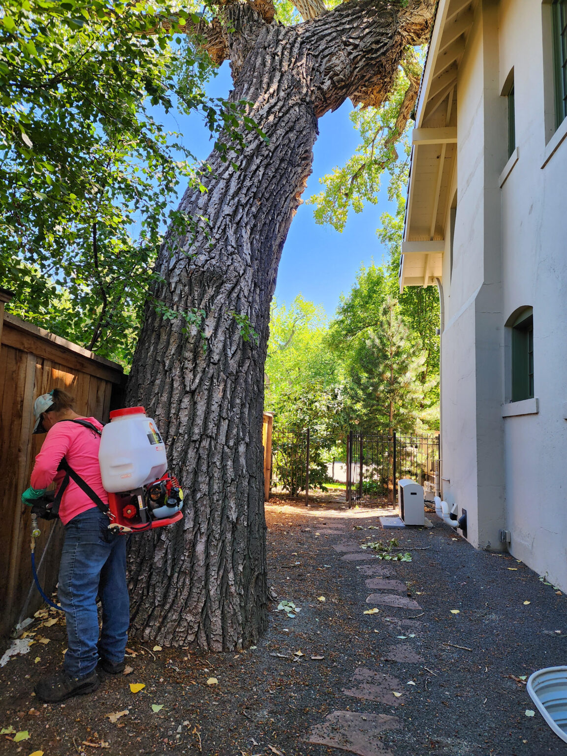 Plant Regrowth Regulators Service in Denver | Bailey Tree LLC