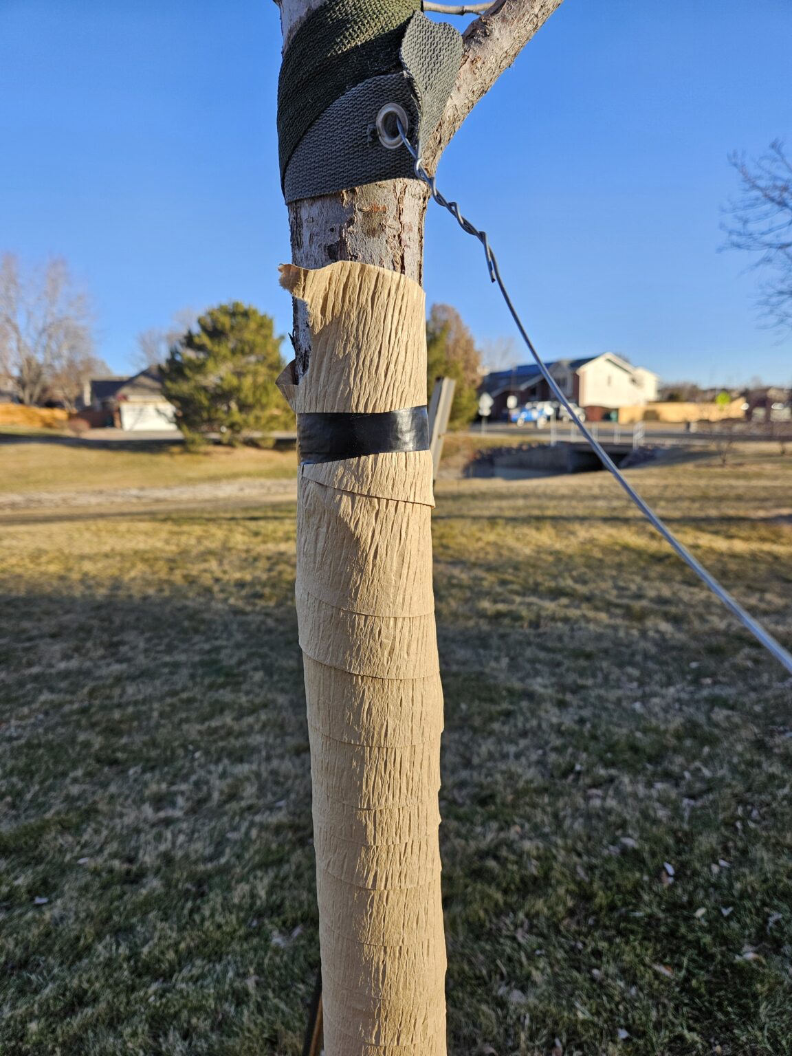 Blog: Tree Wrapping | Bailey Tree LLC