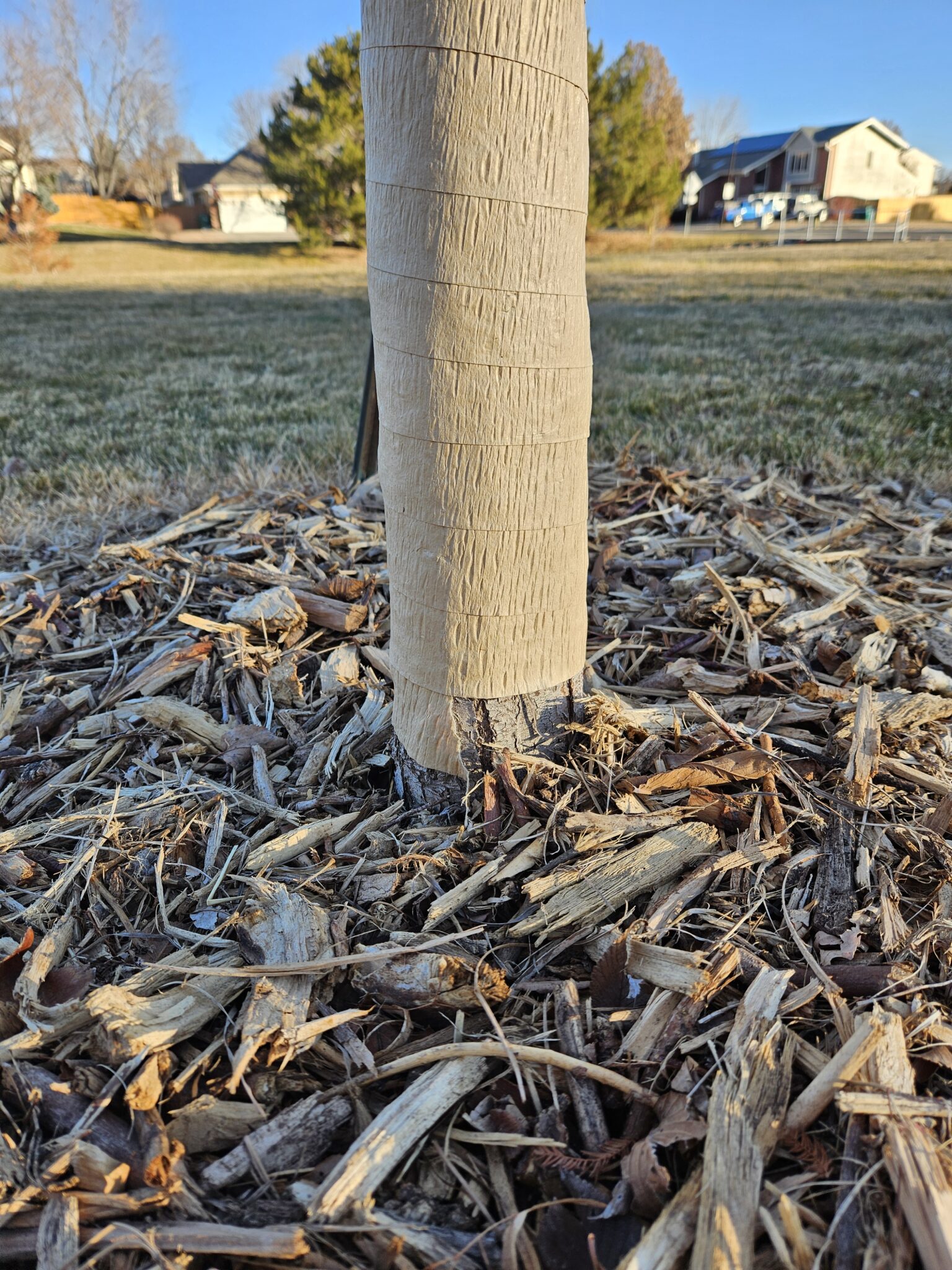 Blog: Tree Wrapping | Bailey Tree LLC