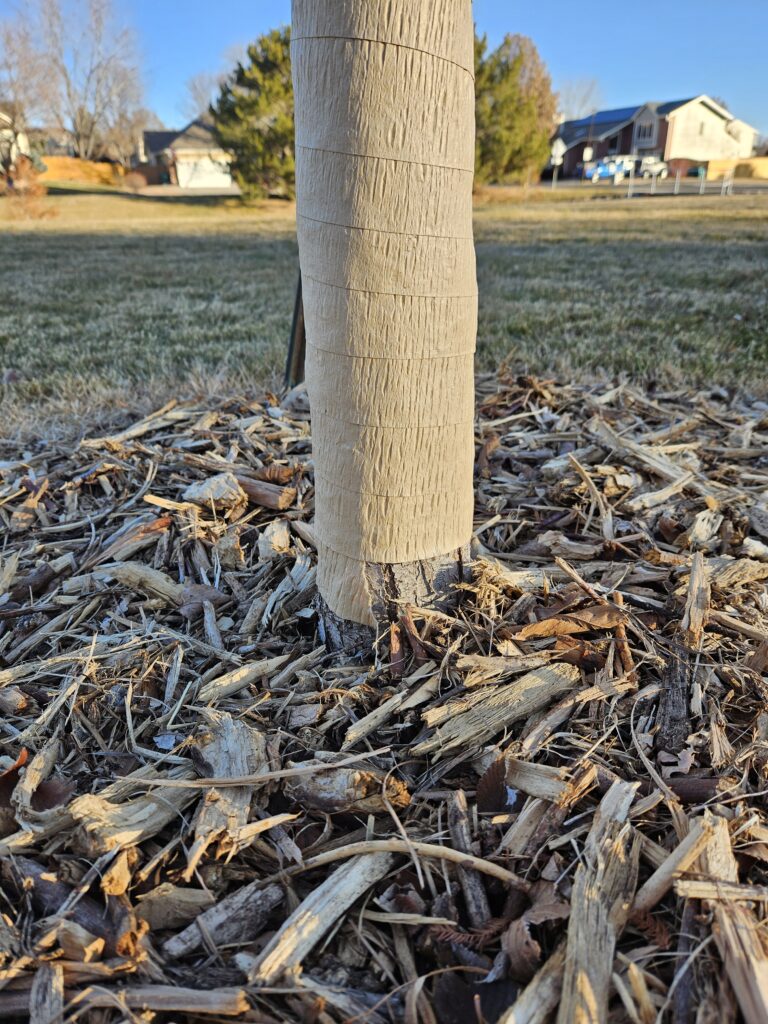 Blog: Tree Wrapping | Bailey Tree LLC