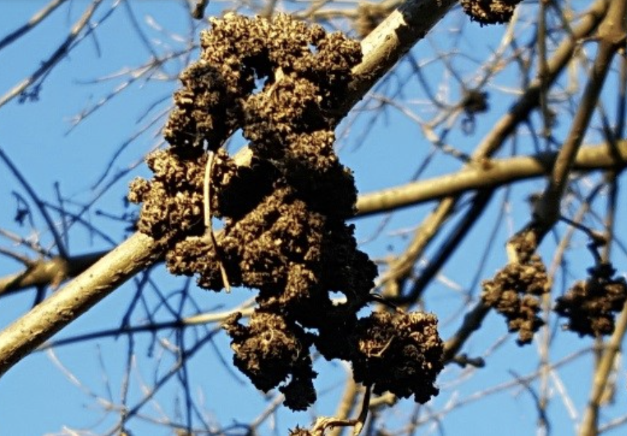 Blog: Ash Flower Gall Midge | Bailey Tree LLC