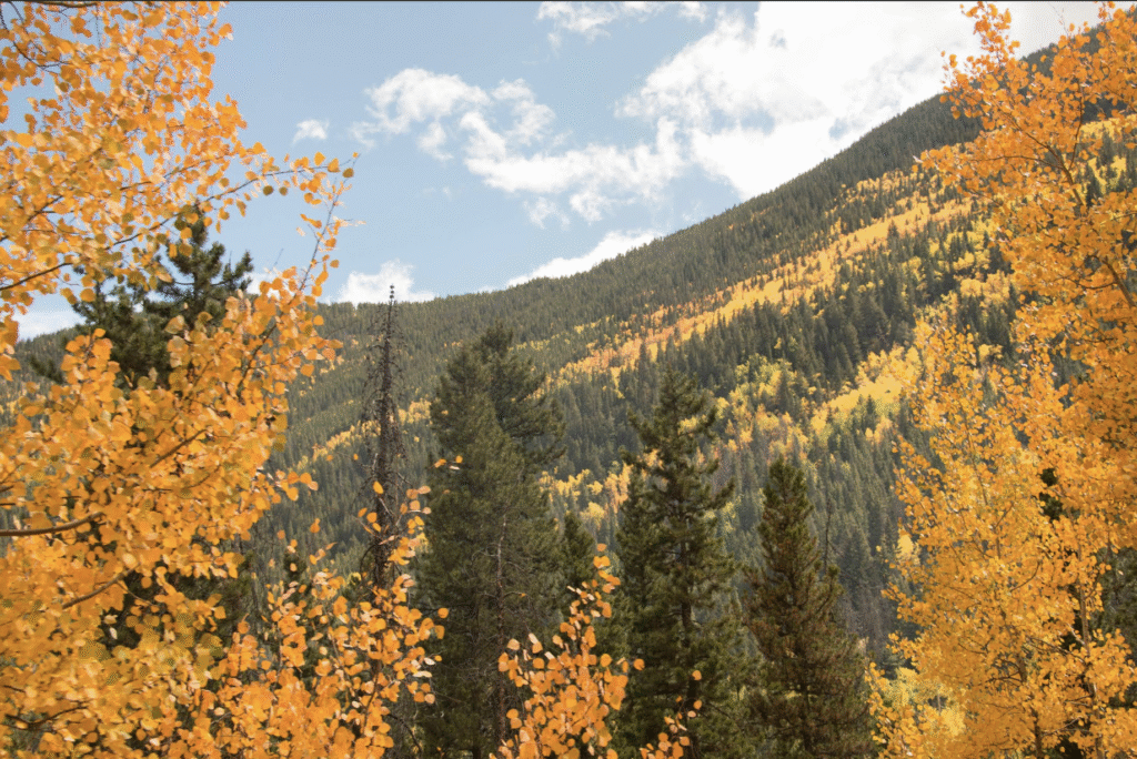 Blog: Early Fall Leaf Colors in Colorado | Bailey Tree LLC