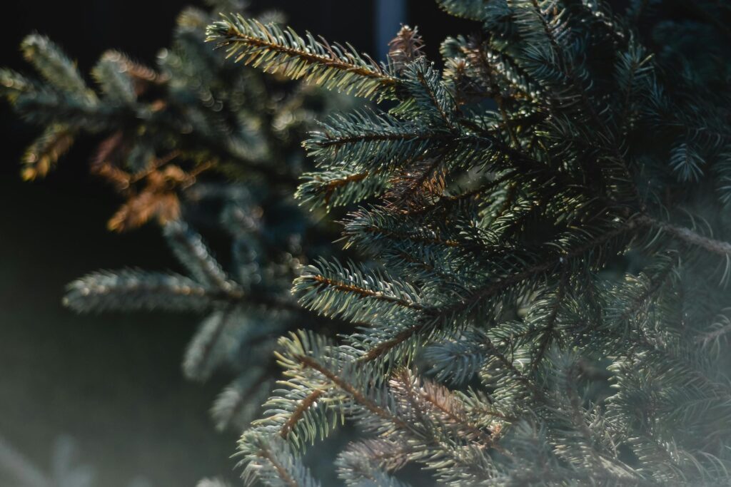 Winter Desiccation | Bailey Tree LLC