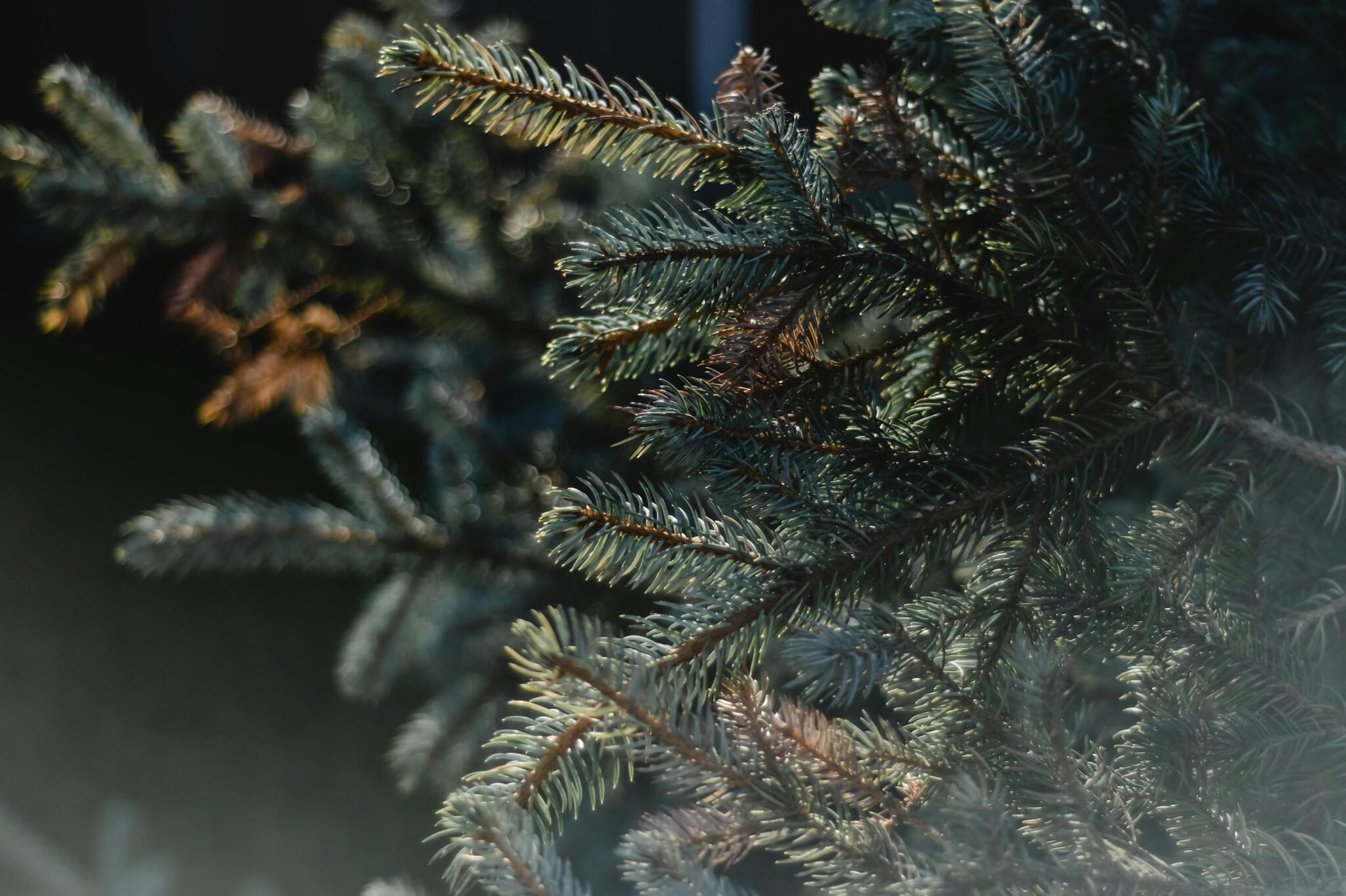 Winter Desiccation | Bailey Tree LLC